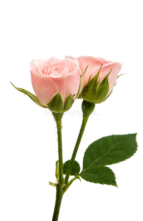 Kleine Rose lokalisiert stockbild. Bild von frisch, hintergrund - 68568671