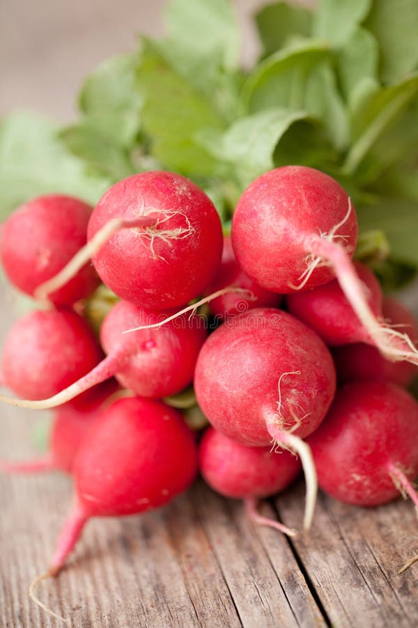 Roter Rettich stockbild. Bild von vitamine, garten, bitter - 16444279