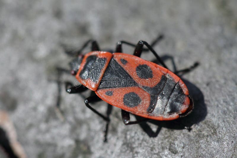 Kleine Rote Wanze Im Wald, Pyrrhocoris-apterus Stockfoto - Bild von ...