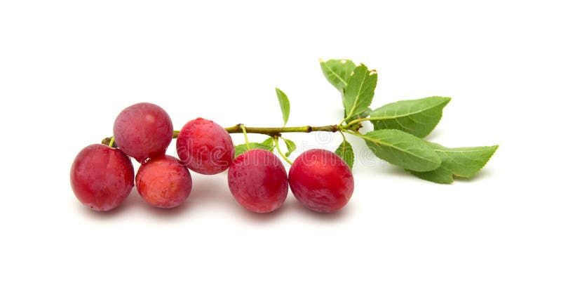 Kleine Runde Rote Wilde Pflaumen Stockfoto - Bild von getrennt ...