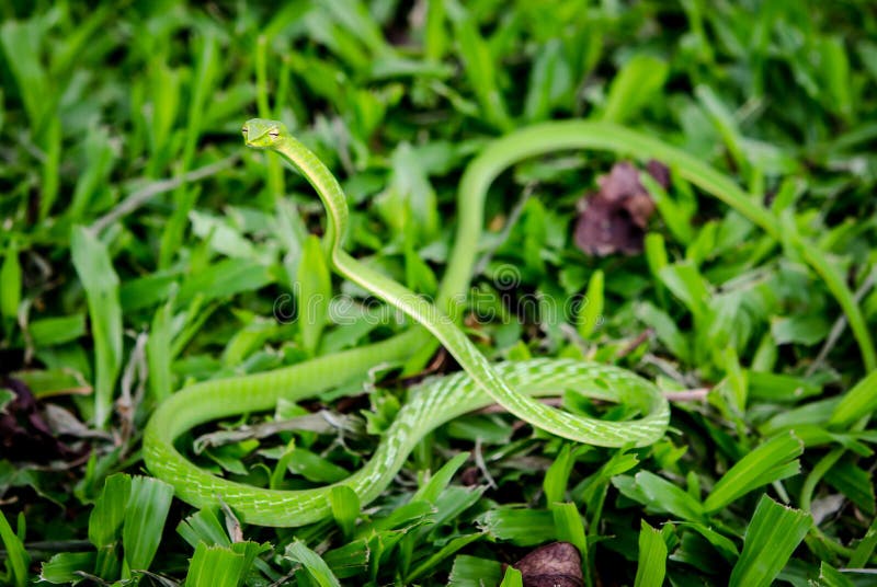 Kleine ruwe groene slang stock foto. Image of nave, hoek - 26876860