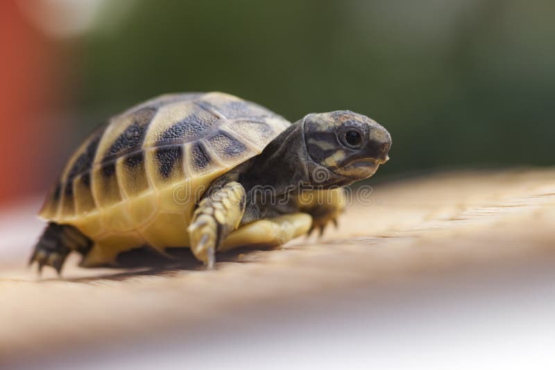 Kleine schildpad op hand stock afbeelding. Image of zand - 70500409