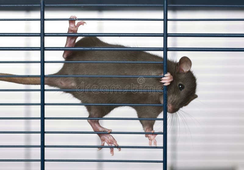 Kleiner schwarzer Ratte stockfoto. Bild von ratte, leute - 7081050