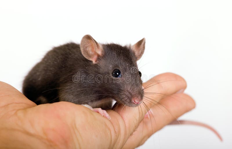 Kleiner schwarzer Ratte stockfoto. Bild von ratte, leute - 7081050