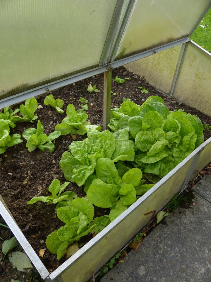 Een Kleine Kas Voor De Teelt Van Plantenstruiken En Bloemen Stock Foto ...