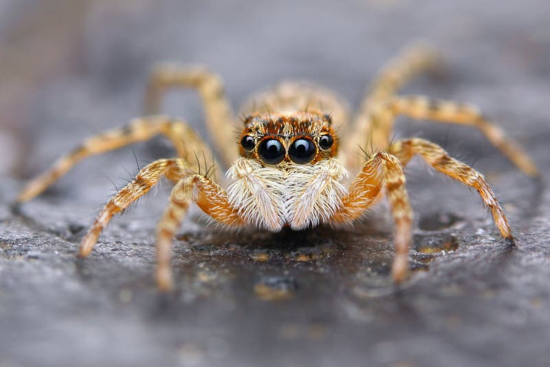 Spanische Springspinne Saitis Barbipes Stockbild - Bild von insekt ...