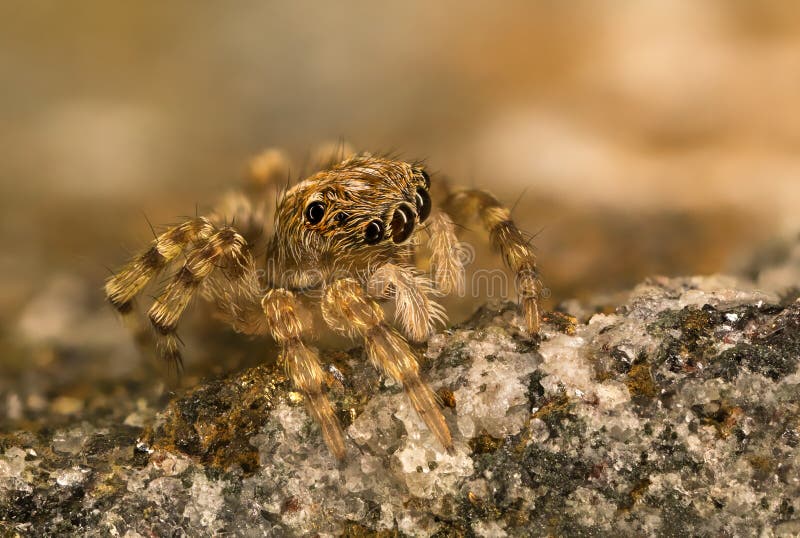 Springende Spinne - Salticidae Stockbild - Bild von braun, grün: 89154813