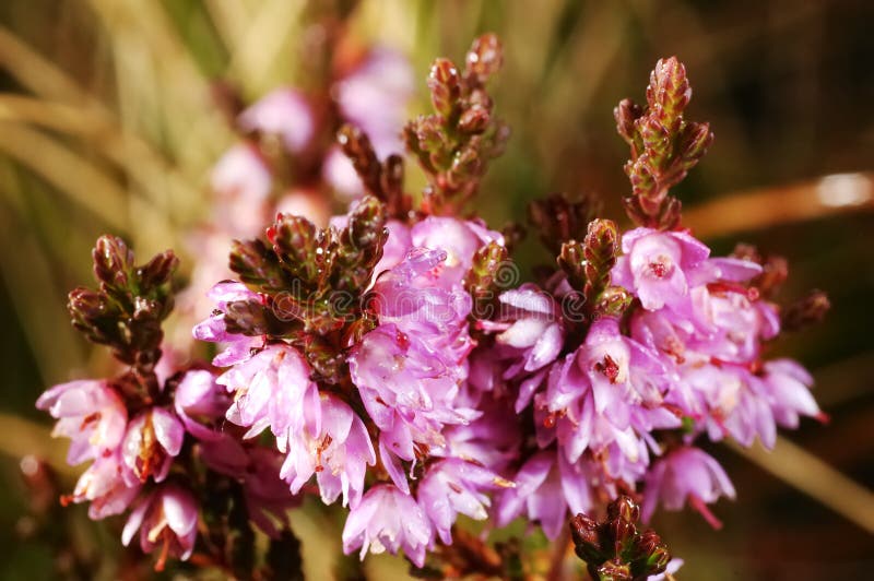 Kleine violette bloemen stock afbeelding. Image of purper - 3315121