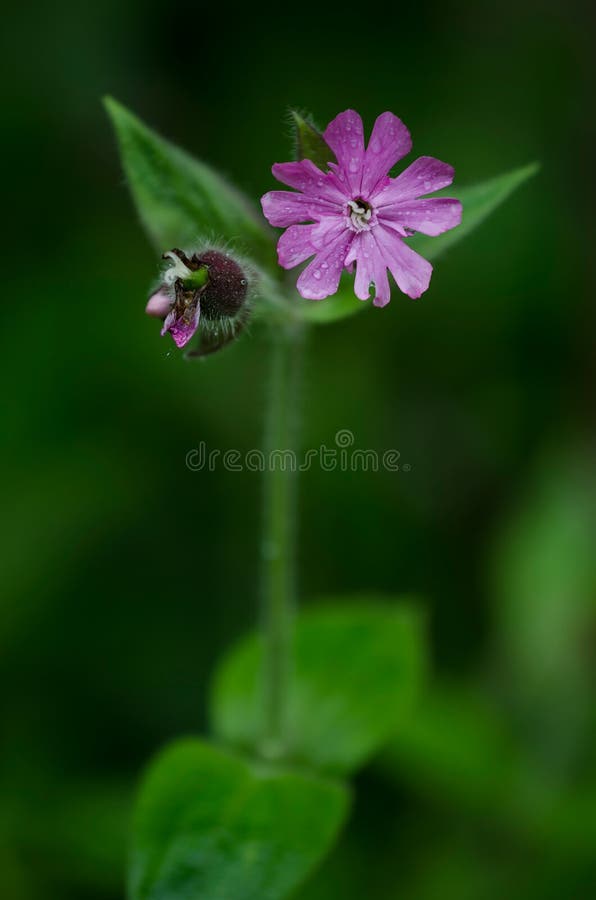 Kleine violette Blumen stockfoto. Bild von gras, blume - 43411082