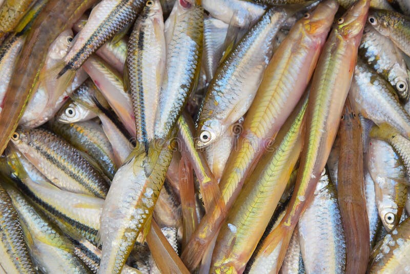 Vis Dood Gedroogd, Dode Vis Op De Bodem Van Het Gras, Concept Van De ...