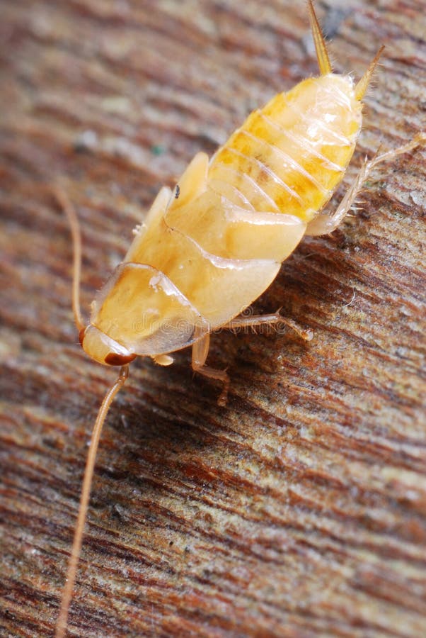 Kleine Voorn stock foto. Image of samenstelling, biologie - 14150012