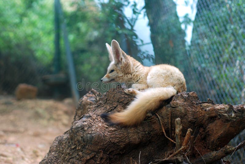 Een Portret Van Een Woestijnvos Stock Afbeelding - Image of afrika ...