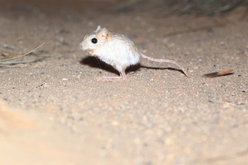 Kleine Wüstenspringmaus stockbild. Bild von nagetier - 111200533