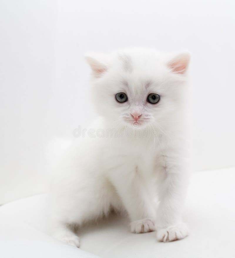 Kleine weiße Katze stockbild. Bild von katzenartig, haustier - 11985047