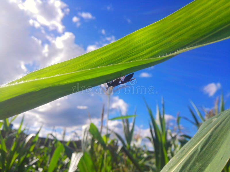 Kleine Wespennest Met Veel Wespen Die Eraan Werken Stock Afbeelding ...