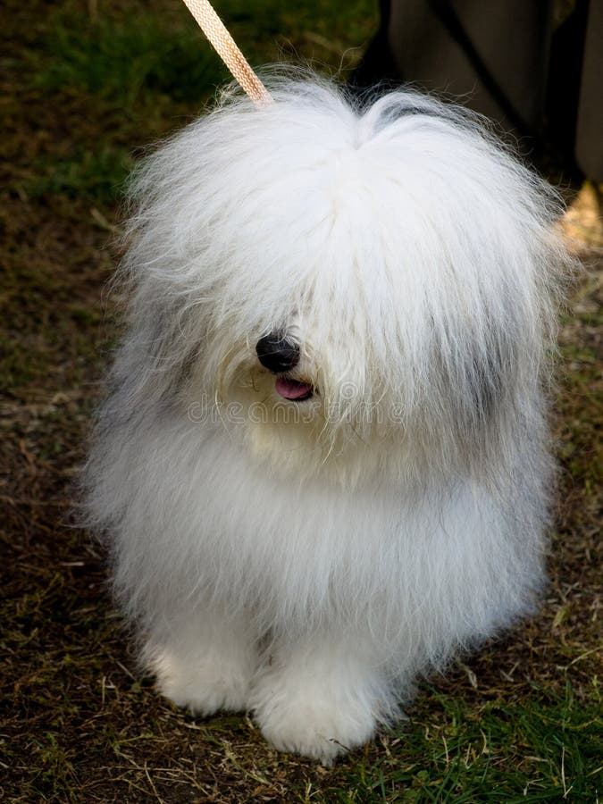 Kleine Witte Hond, Ras-ODIS Stock Foto - Image of vriend, honds: 6889738