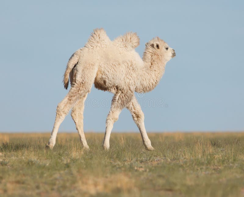 Kleine witte kameel stock foto. Image of haar, achtergronden - 35570184