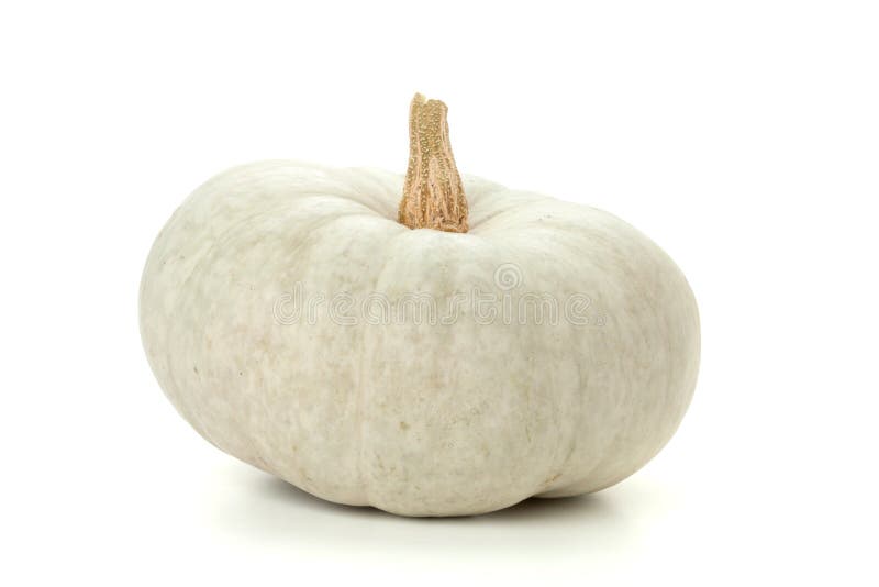 Kleine witte pompoen stock foto. Image of oogst, pompoen - 17431252