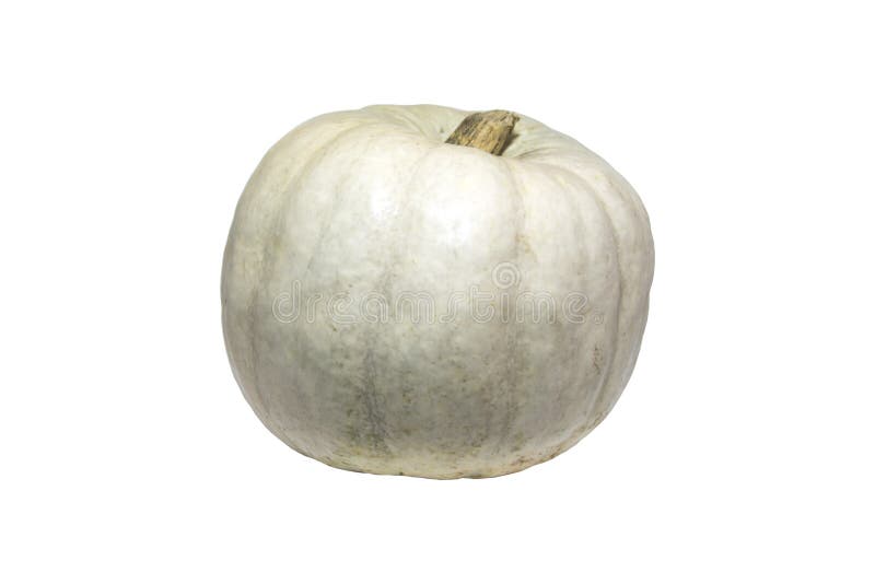 Kleine witte pompoen stock foto. Image of naughty, achtergrond - 79121344