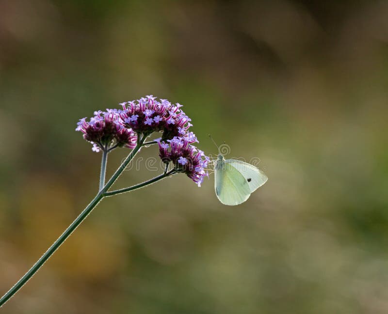 Kleine Witte Vlinder Op Ijzerkruid Bonariensis Stock Foto - Image of ...