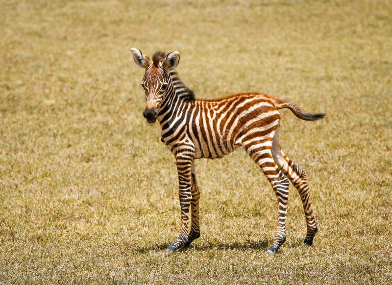 Kleine zebra stock afbeelding. Image of ochtend, kleur - 50266597