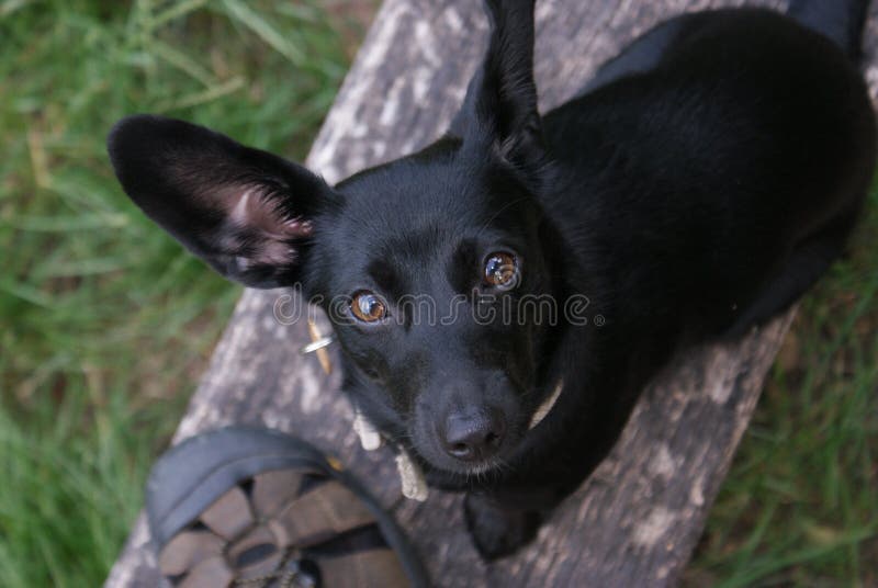 Kleine zwarte hond stock foto. Image of oren, klein, ogen - 7311948