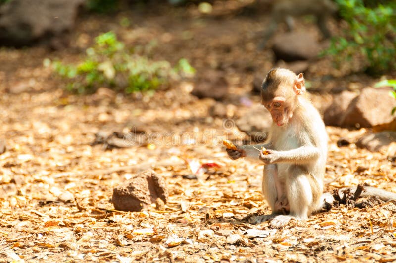 Kleiner Affe stockbild. Bild von navigation, frech, umarmung - 46630089