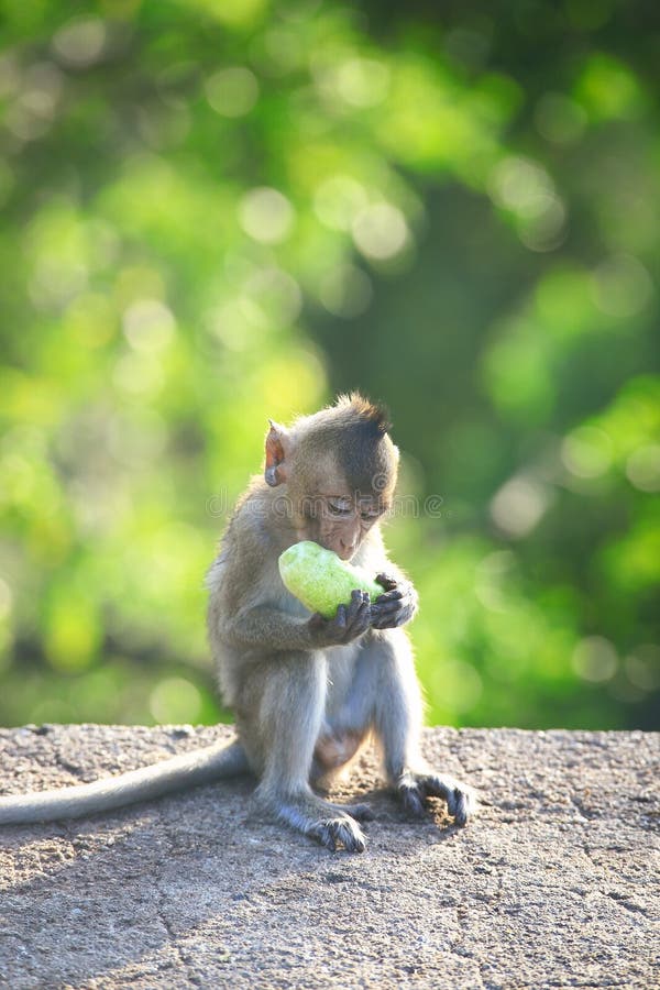 Kleiner Affe stockfoto. Bild von provinz, bild, fallhammer - 56501928