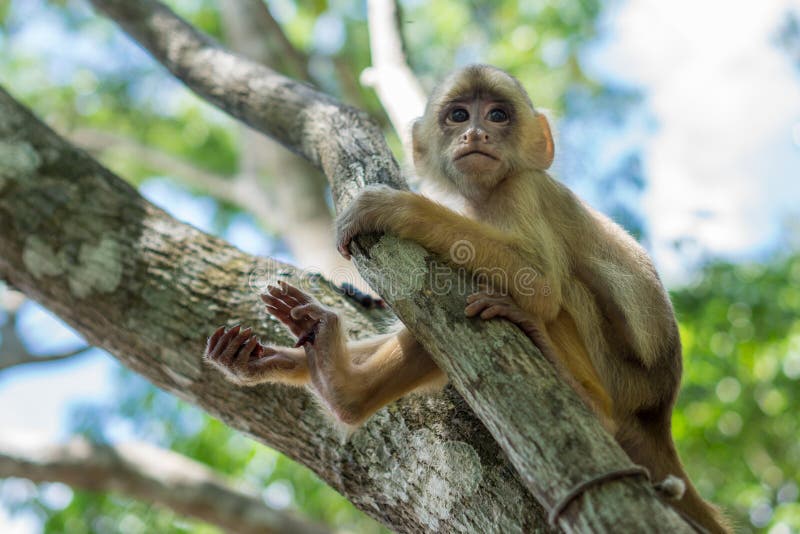 Kleiner Affe Auf Baum in Amazonas-Wald Stockfoto - Bild von wald ...