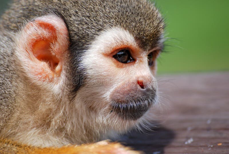 Kleiner Affe, Der Auf Holz Stillsteht Stockbild - Bild von fallhammer ...