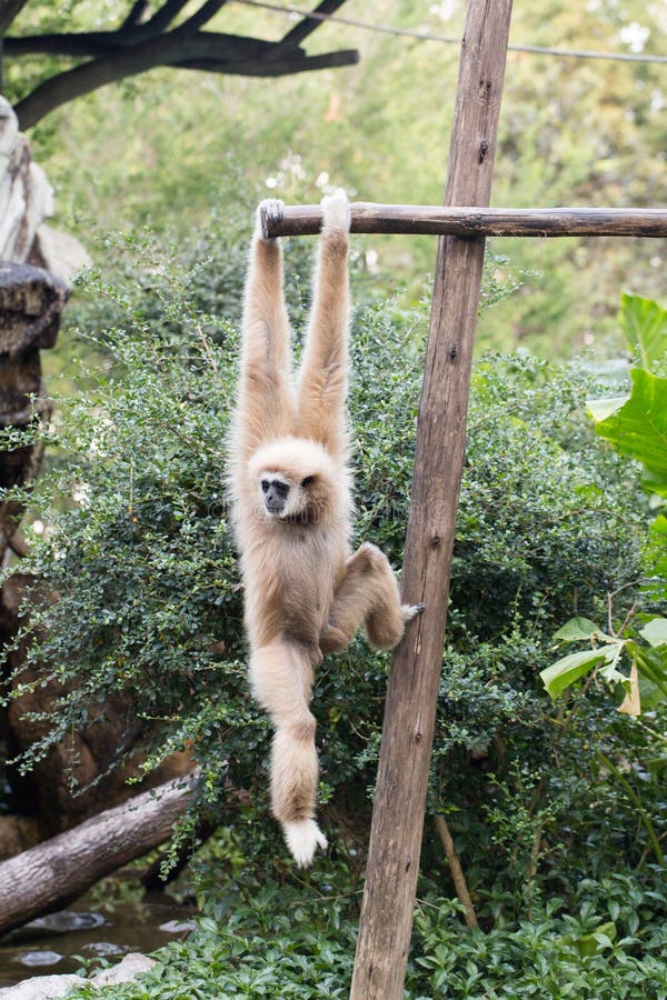 Kleiner Affe, Der am Baum Hängt Stockbild - Bild von blick, karosserie ...