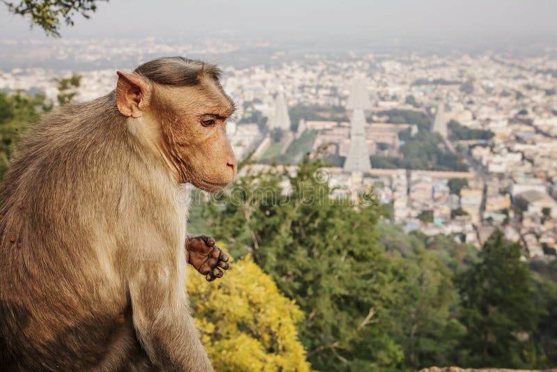Kleiner Affe Des Rhesusfaktor-Makakens Stockfoto - Bild von berg ...
