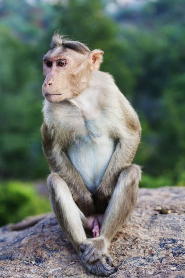 Kleiner Affe Des Rhesusfaktor-Makakens Stockfoto - Bild von tamilisch ...