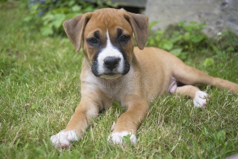 Kleiner Boxer-Welpe, Der in Das Gras Legt Stockfoto - Bild von gras ...