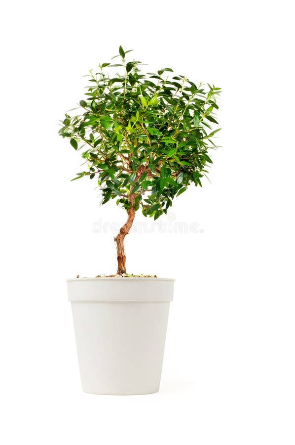 Kleiner Zierbaum Mit Abgerundeter Baumstruktur, Gefüllt Mit Dichten ...