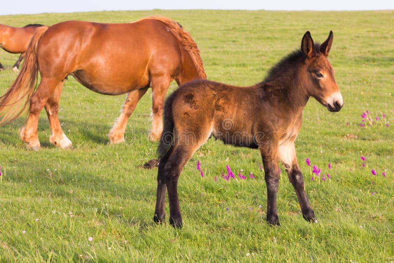 Kleiner Esel und Pferd stockfoto. Bild von italien, esel - 55496860