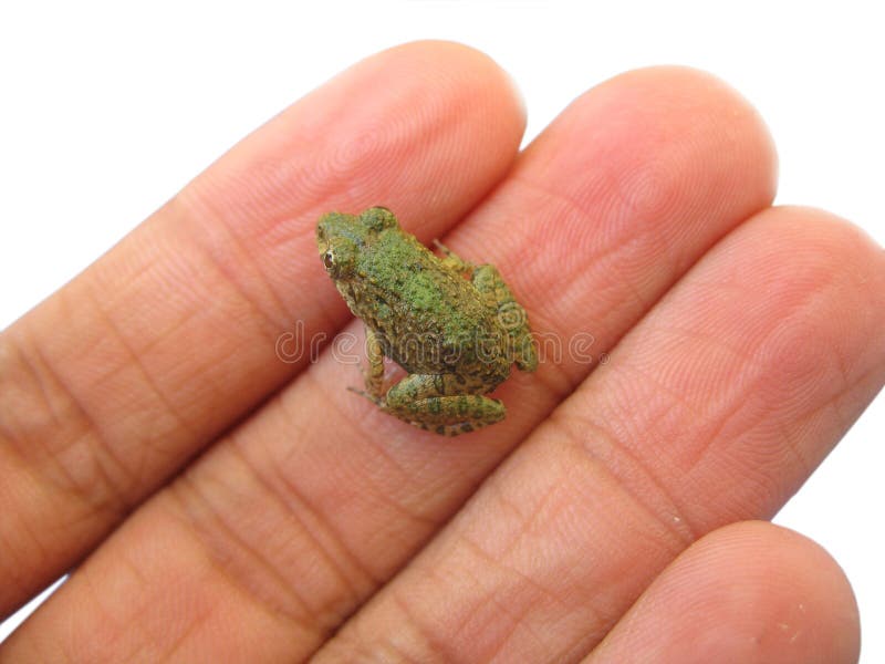 Kleiner Frosch stockfoto. Bild von porzellan, haustier - 10643912