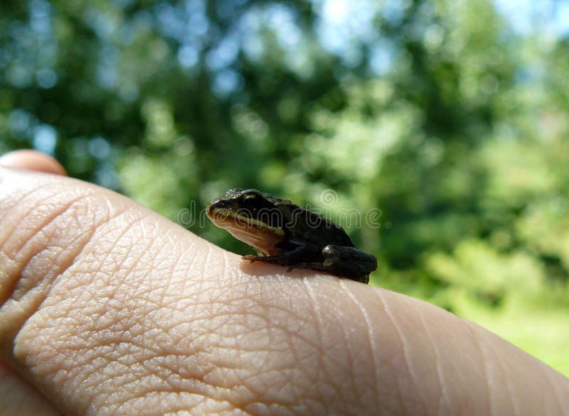 Kleiner Frosch Auf Der Hand Des Babys Stockbild - Bild von finger, grün ...