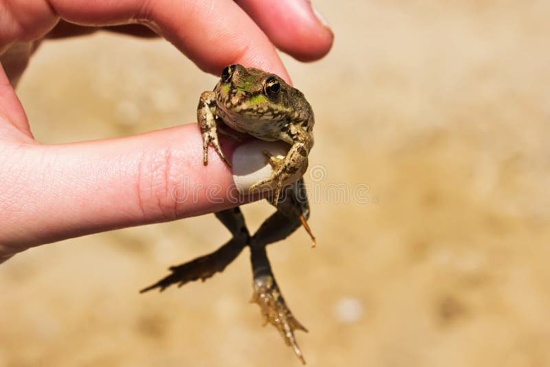 Kleiner Frosch in der Hand stockbild. Bild von amphibie - 41160589