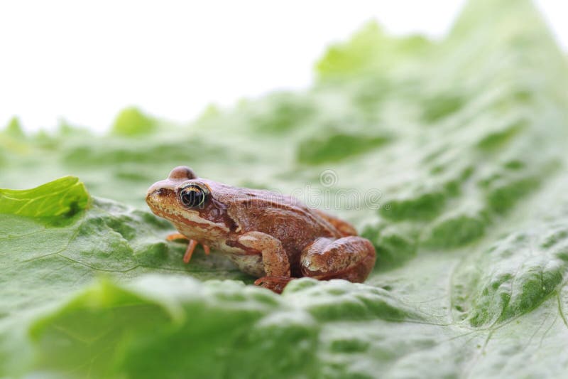 Kleiner Frosch Sehr Nah Oben Stockfoto - Bild von tiere, frosch: 11081134