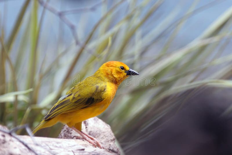 Kleiner gelber Fink stockbild. Bild von nave, gelb, gehockt - 2415289