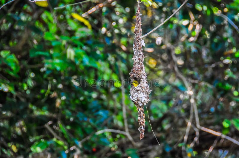 Kleiner Gelber Vogel in Daintree-Regenwald, Australien Stockfoto - Bild ...