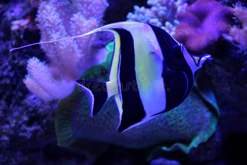 Kleiner Gestreifter Seefisch Im Aquariumwasser Stockbild - Bild von ...