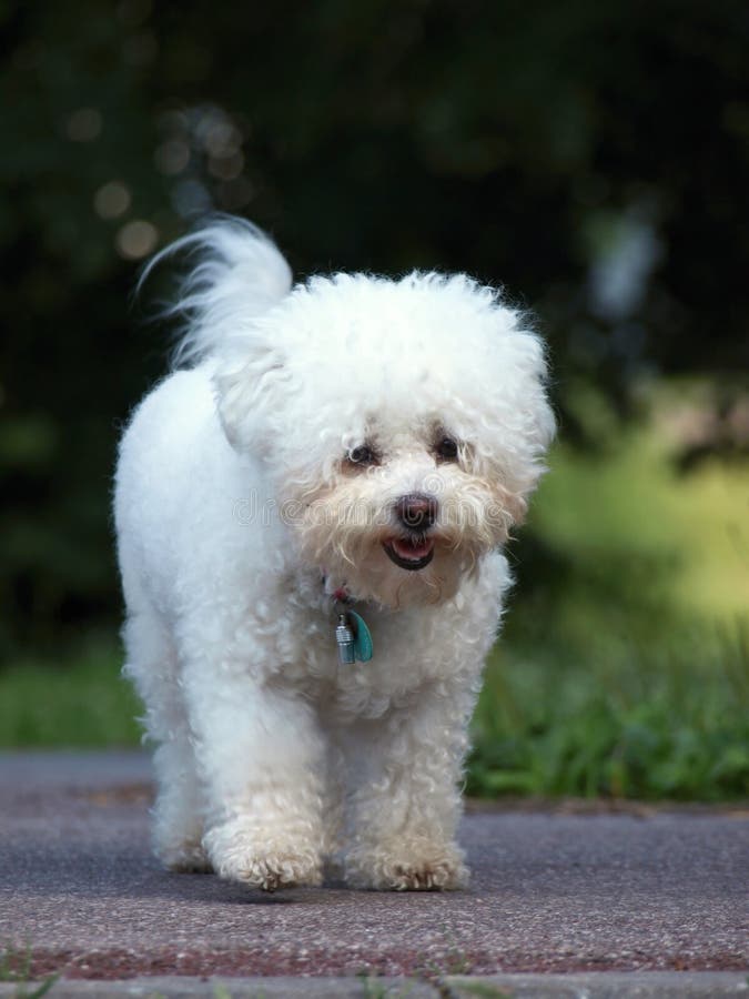 Kleiner Hund stockfoto. Bild von methode, bediensteter - 13573916