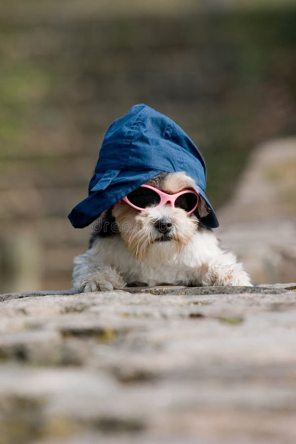 Hund Im Hut Und In Der Sonnenbrille Stockfoto - Bild von hunde ...