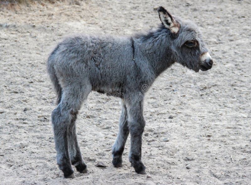 Esel Und Kleines Pferd Auf Dem Gebiet, Calingasta, Argentinien ...