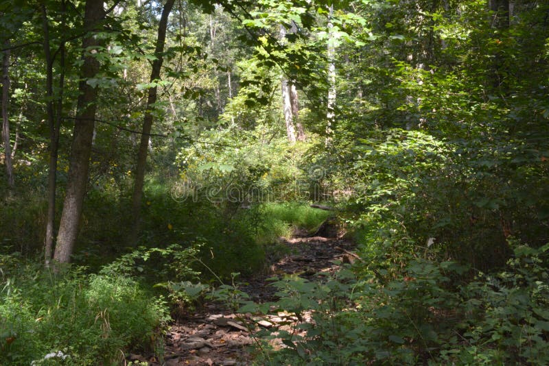 Kleiner Nebenfluss, Fluss Fällt über Einen Kleinen Wasserfall, über ...