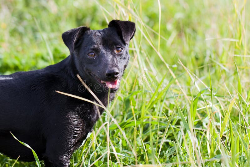 Schwarzer Hund Im Hohen Gras Stockbild - Bild von hund, freund: 30061423