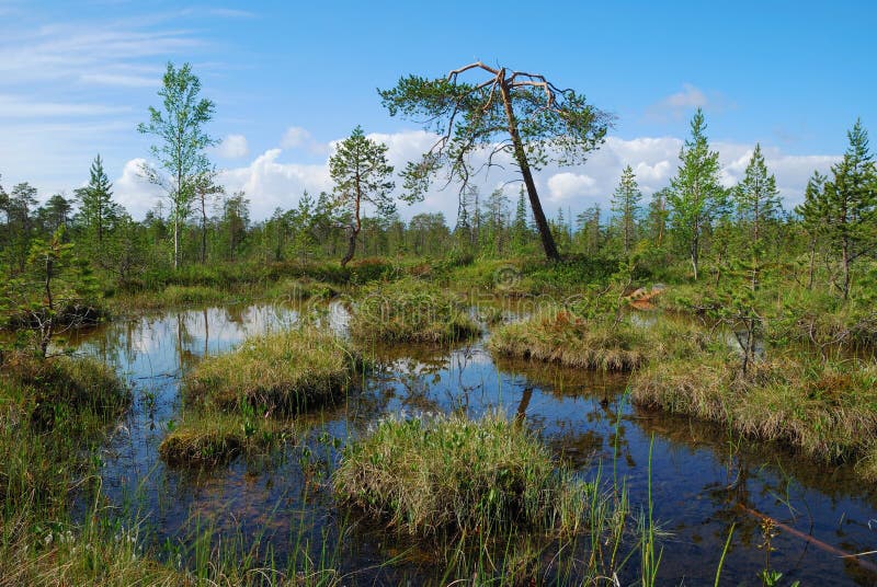 Sumpf stockbild. Bild von sumpf, wasser, sommer, landschaft - 15871881