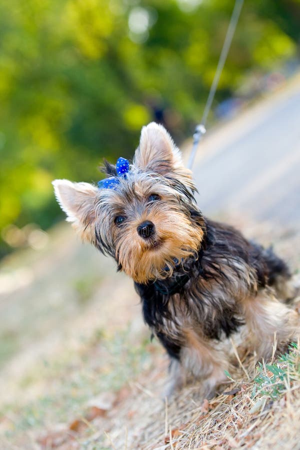 Kleiner Terrier, Der Aus Den Grund Sitzt Stockfoto - Bild von hund ...